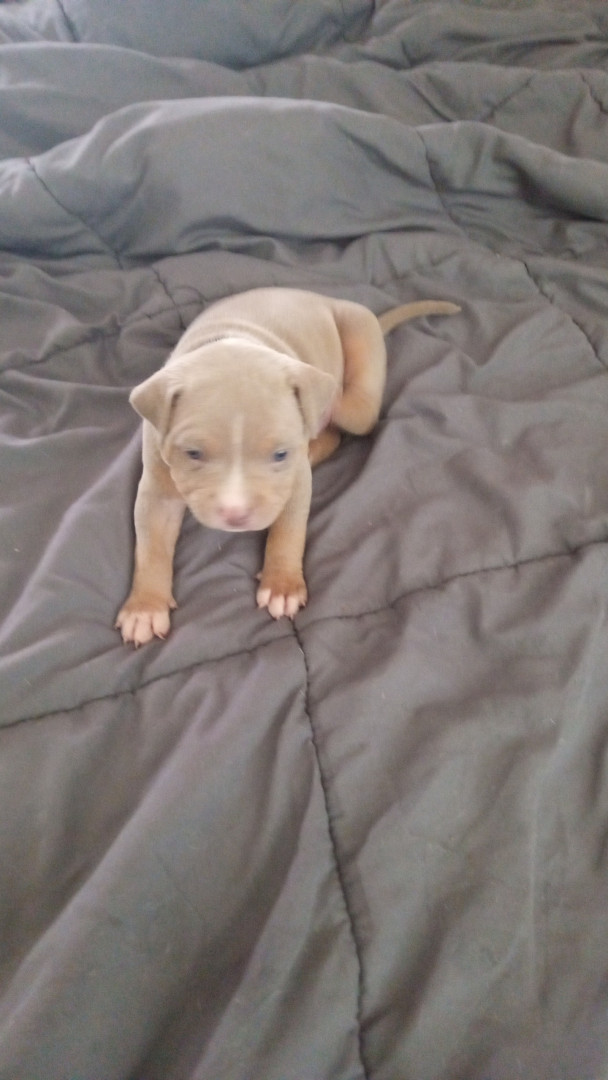 Draco | America's Favorite Pet