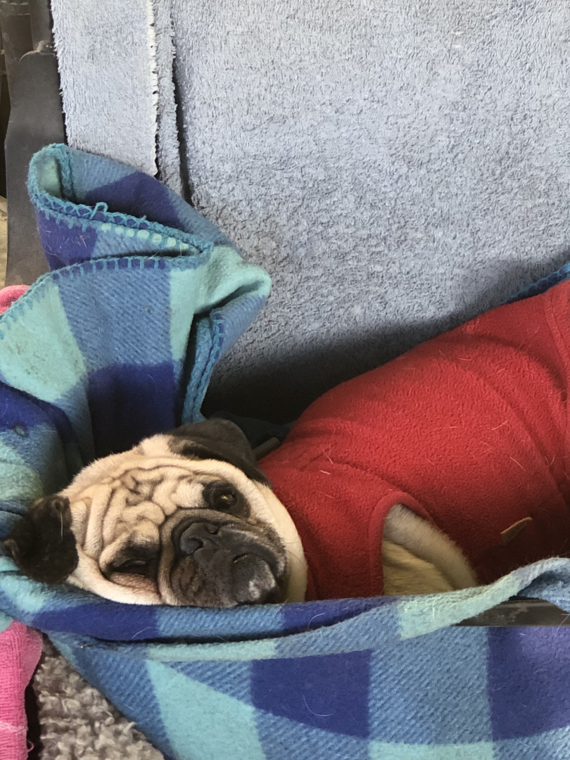 Gus | America's Favorite Pet