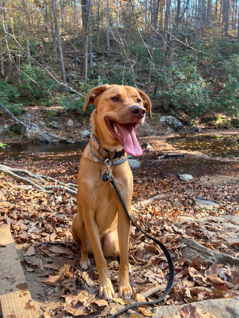 Willy | America's Favorite Pet