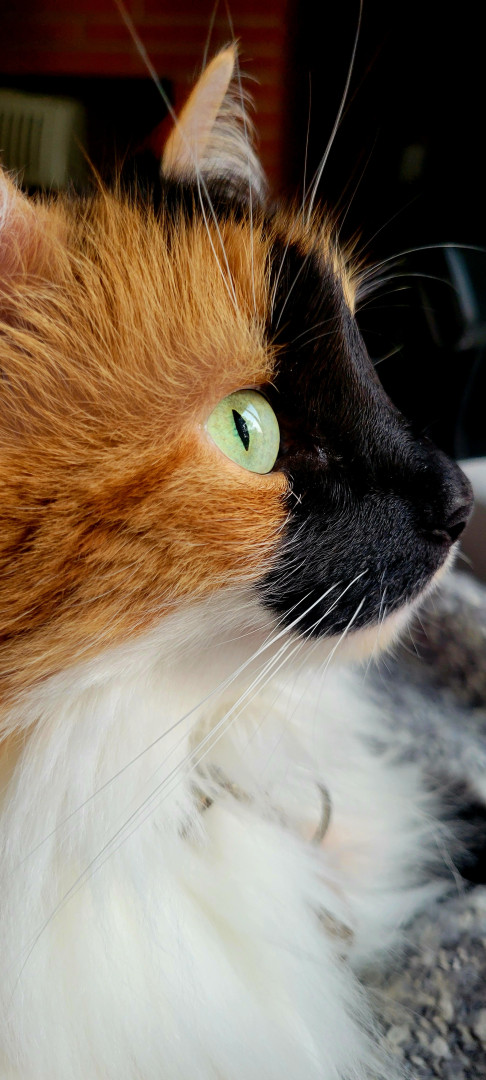 Miss October Pumpkin | America's Favorite Pet