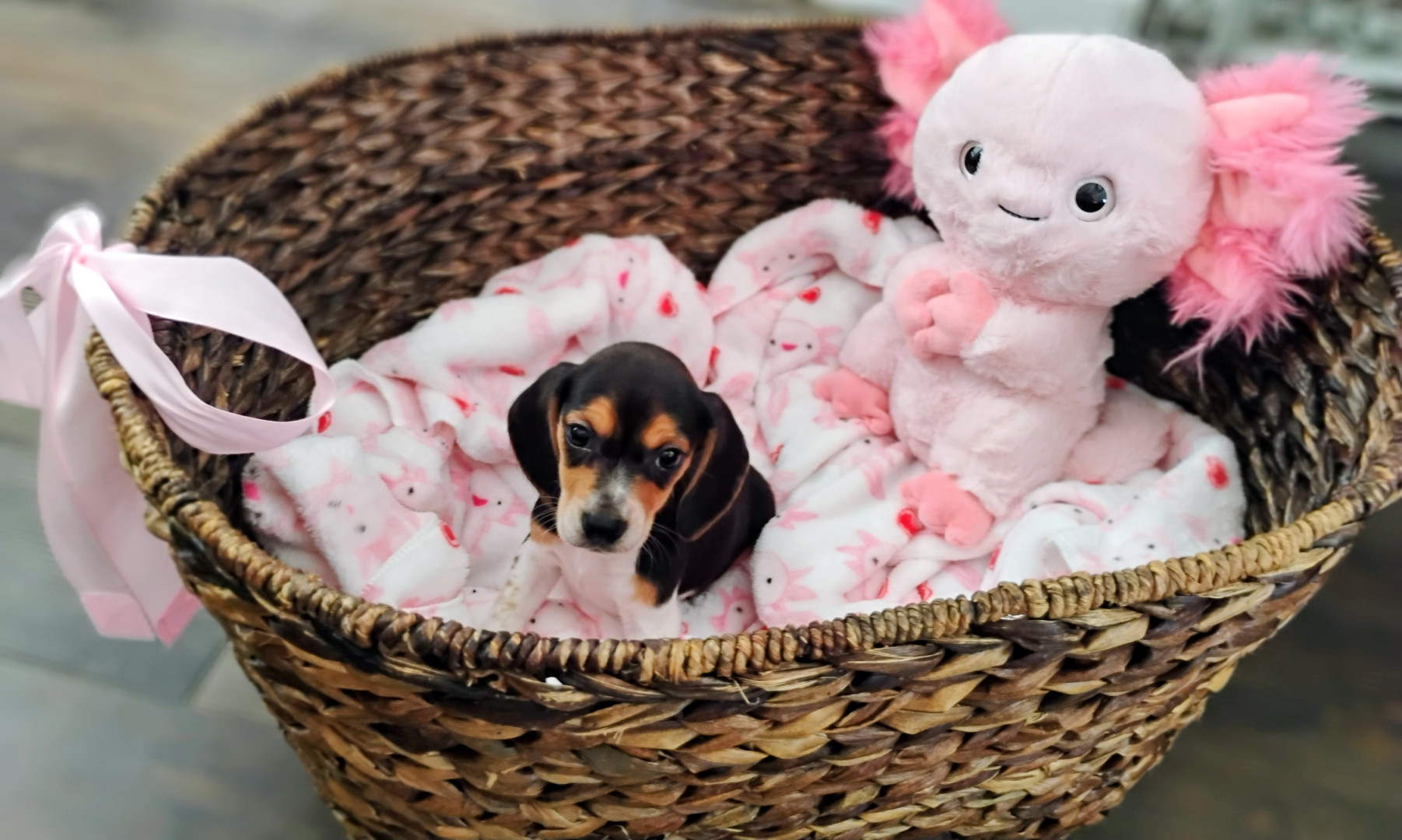 Ya'el | America's Favorite Pet