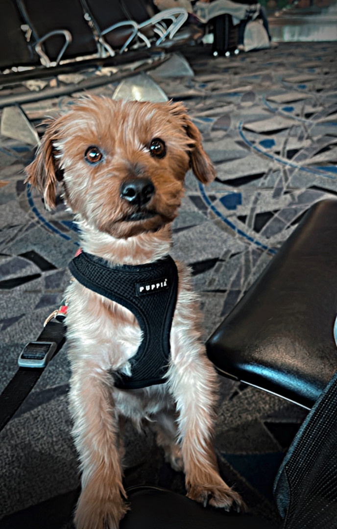 Gizmo | America's Favorite Pet