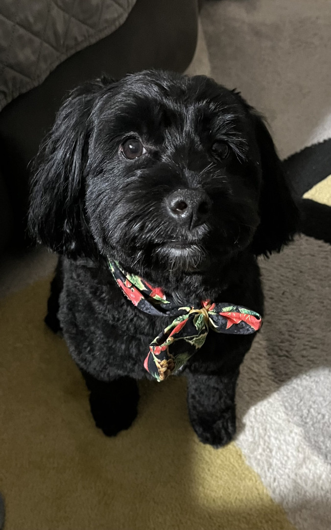 Milo | America's Favorite Pet