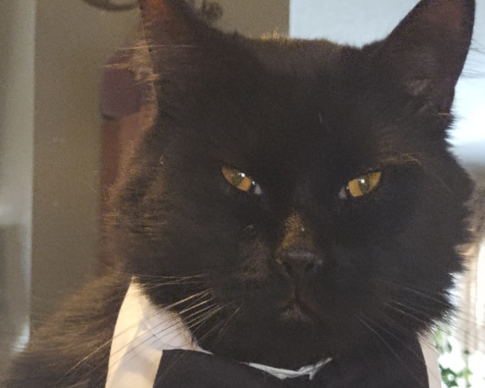 America's Favorite Pet