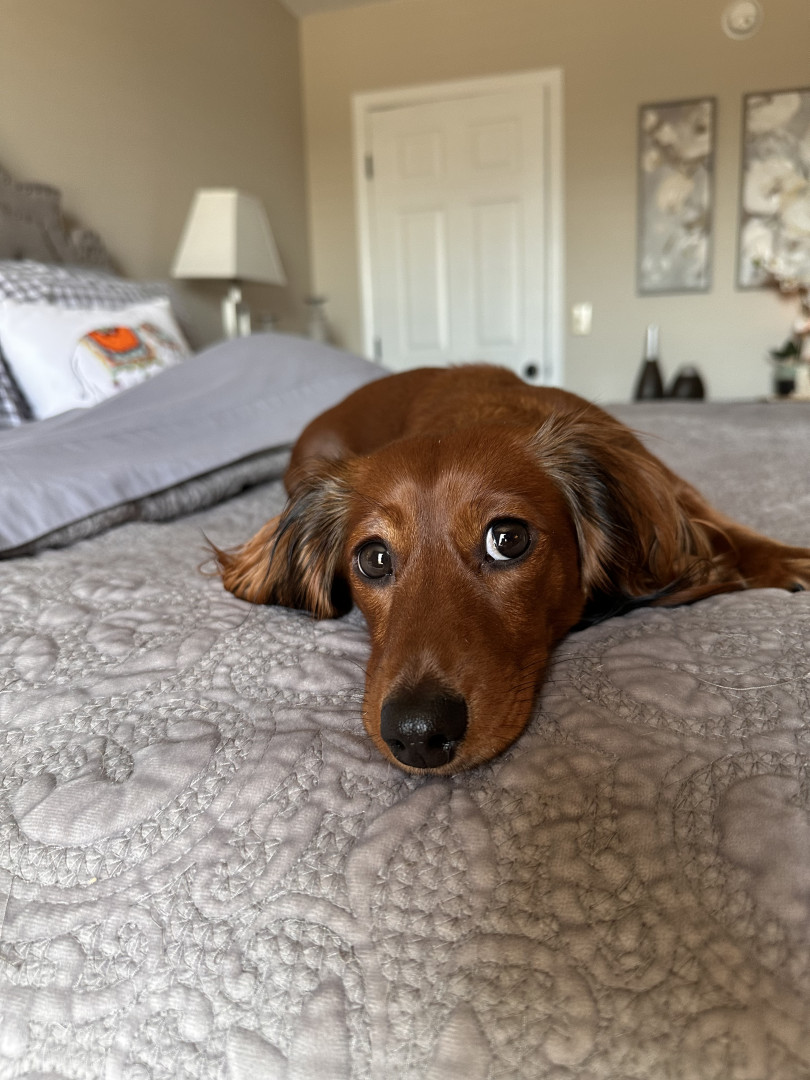 Penelope | America's Favorite Pet