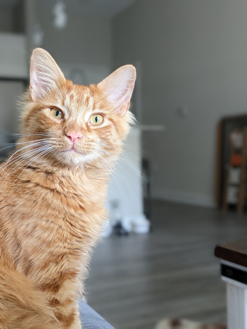 haley westgate | America's Favorite Pet