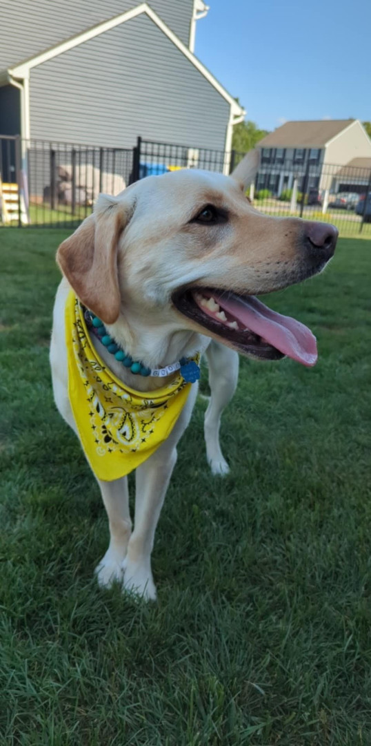 Callie | America's Favorite Pet