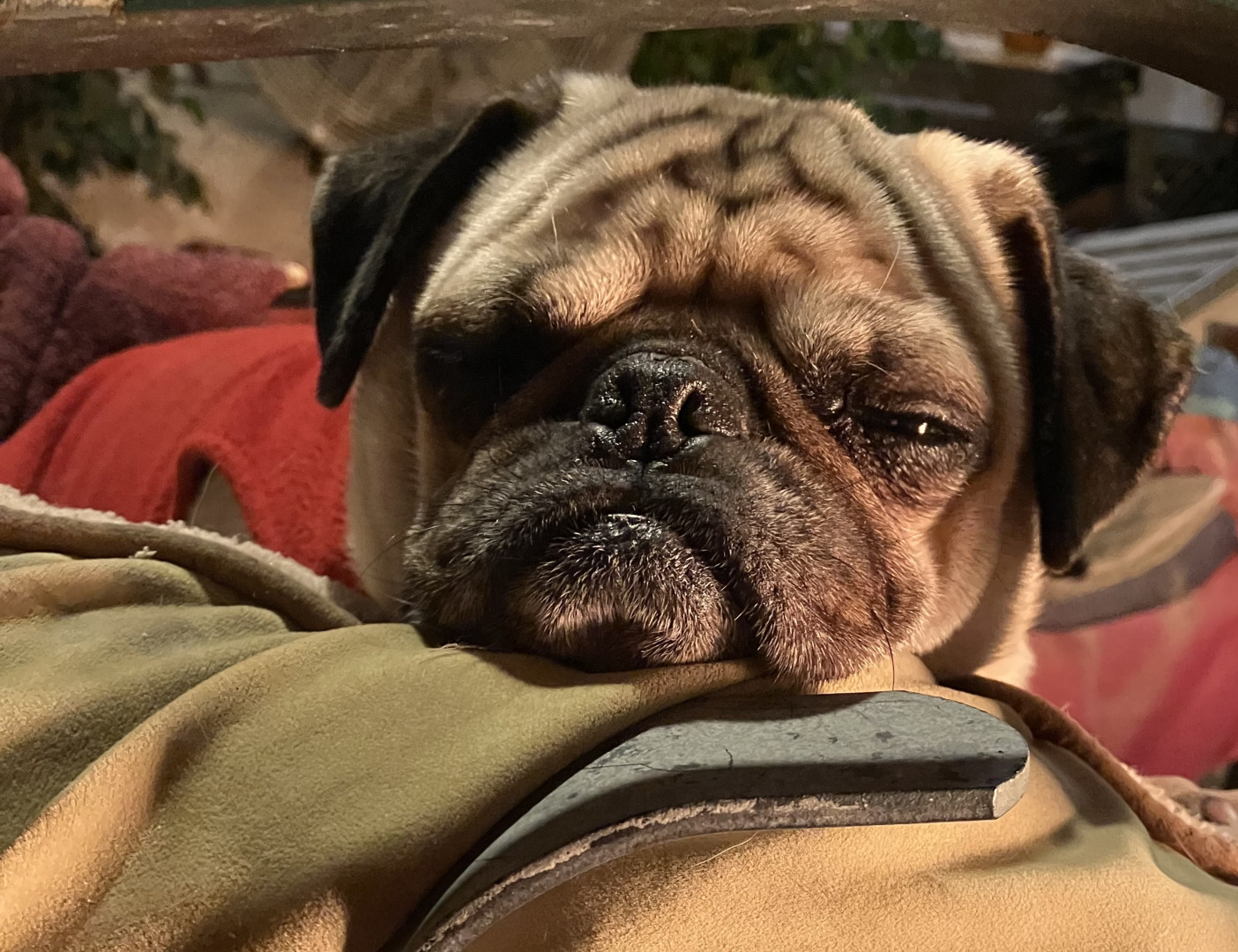 Gus | America's Favorite Pet