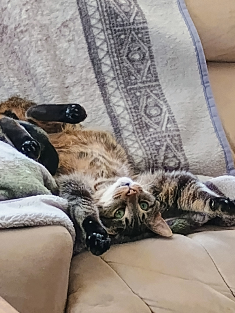 Jazzy | America's Favorite Pet