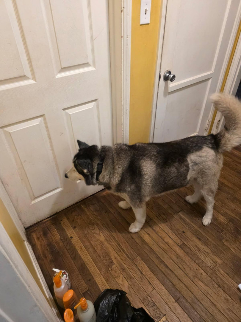 Blue | America's Favorite Pet