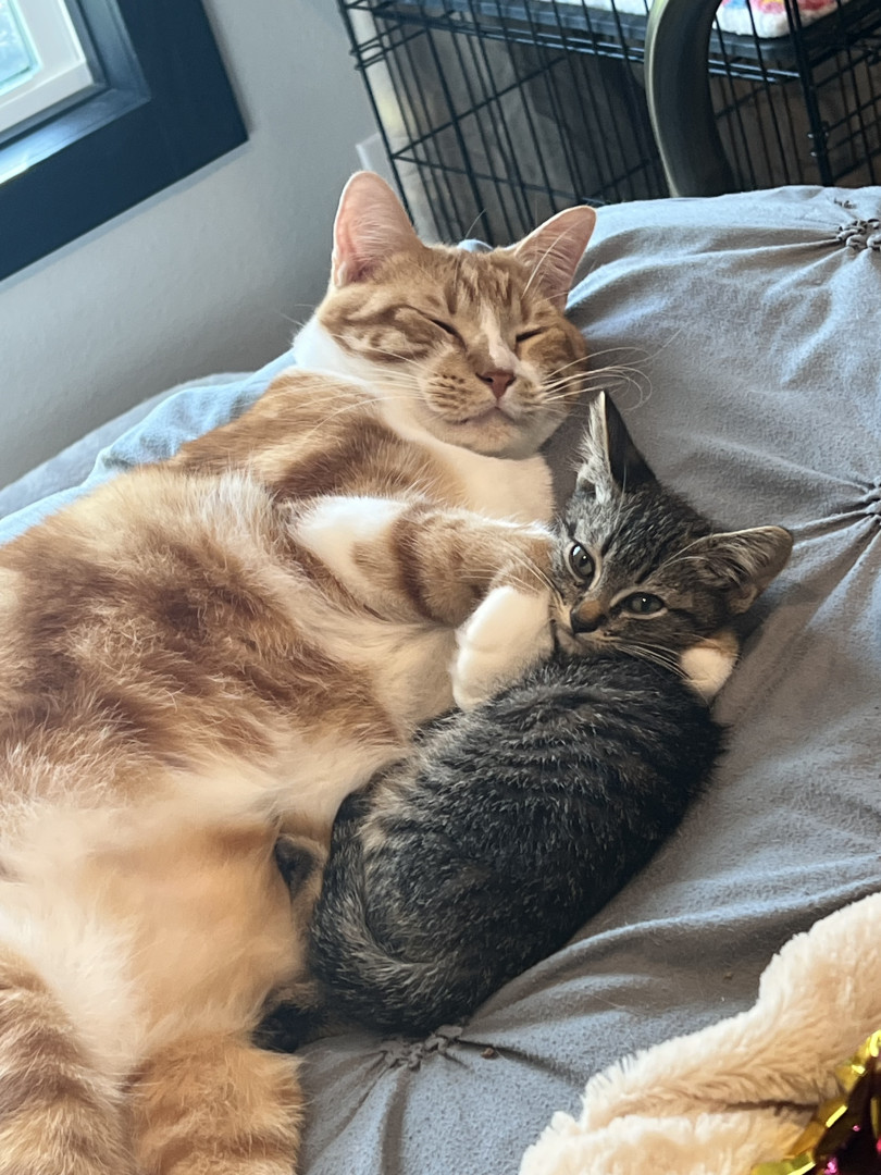 BamBam | America's Favorite Pet