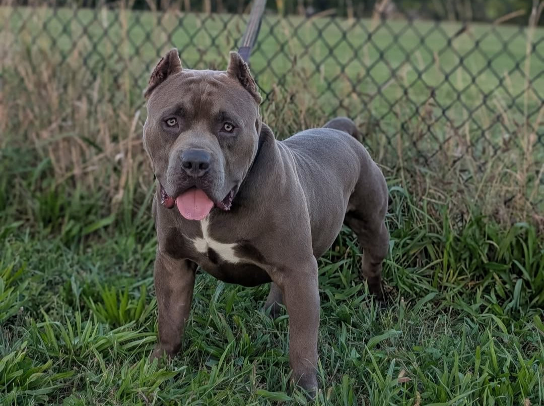 Oso | America's Favorite Pet