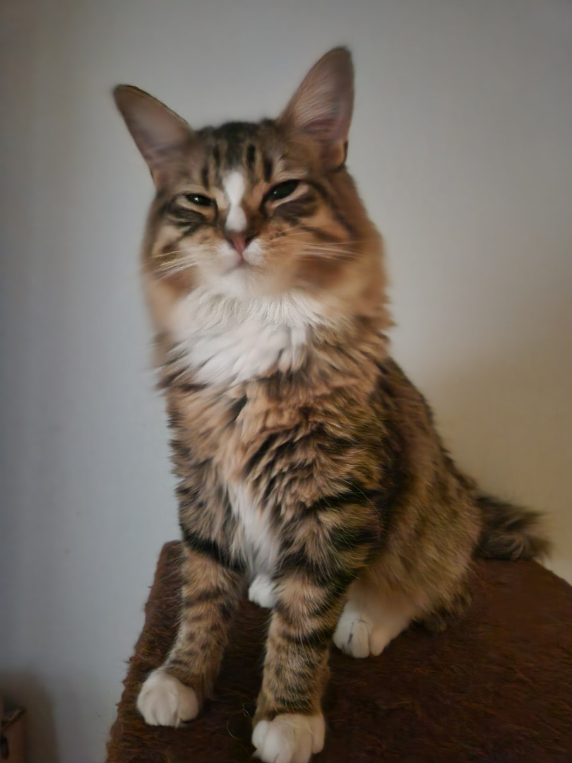 Gizmo | America's Favorite Pet