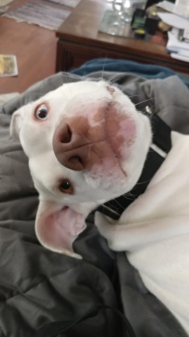 Panzer | America's Favorite Pet