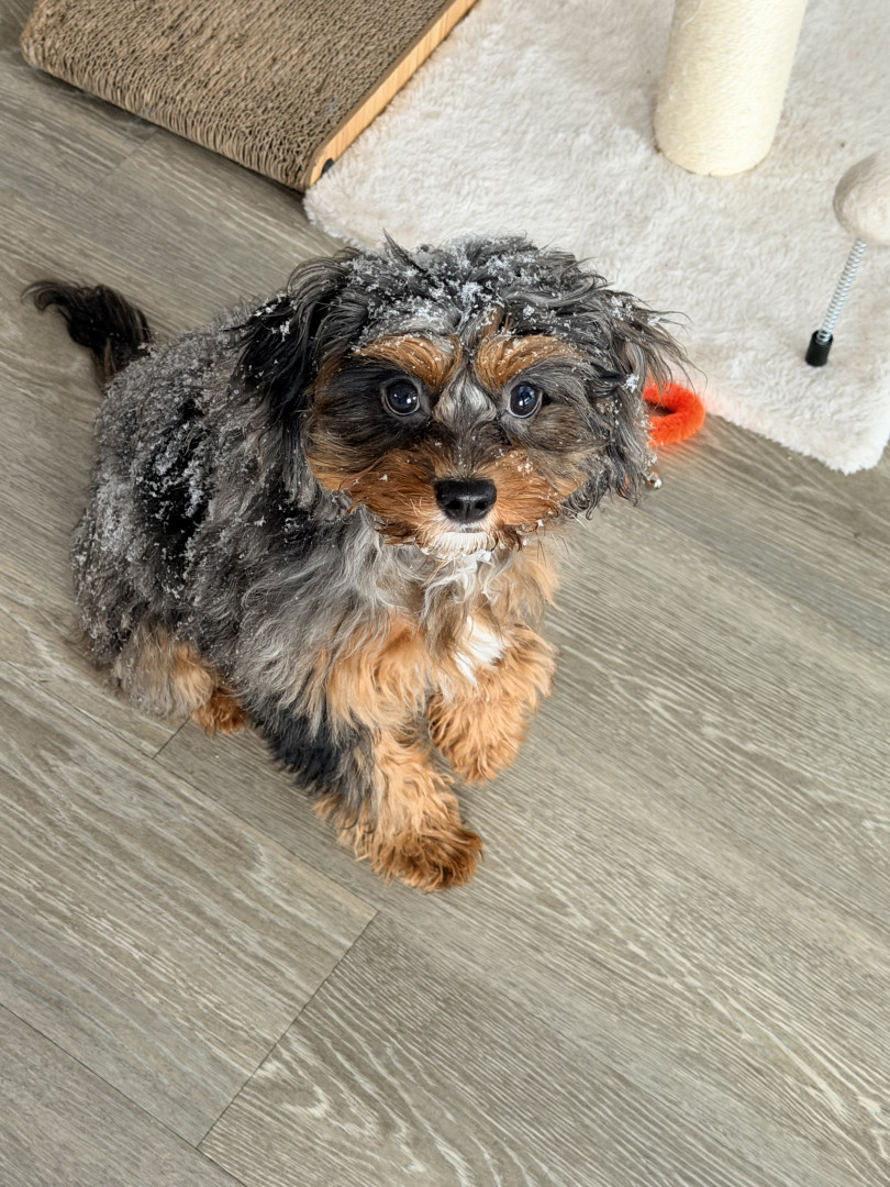 Suki | America's Favorite Pet