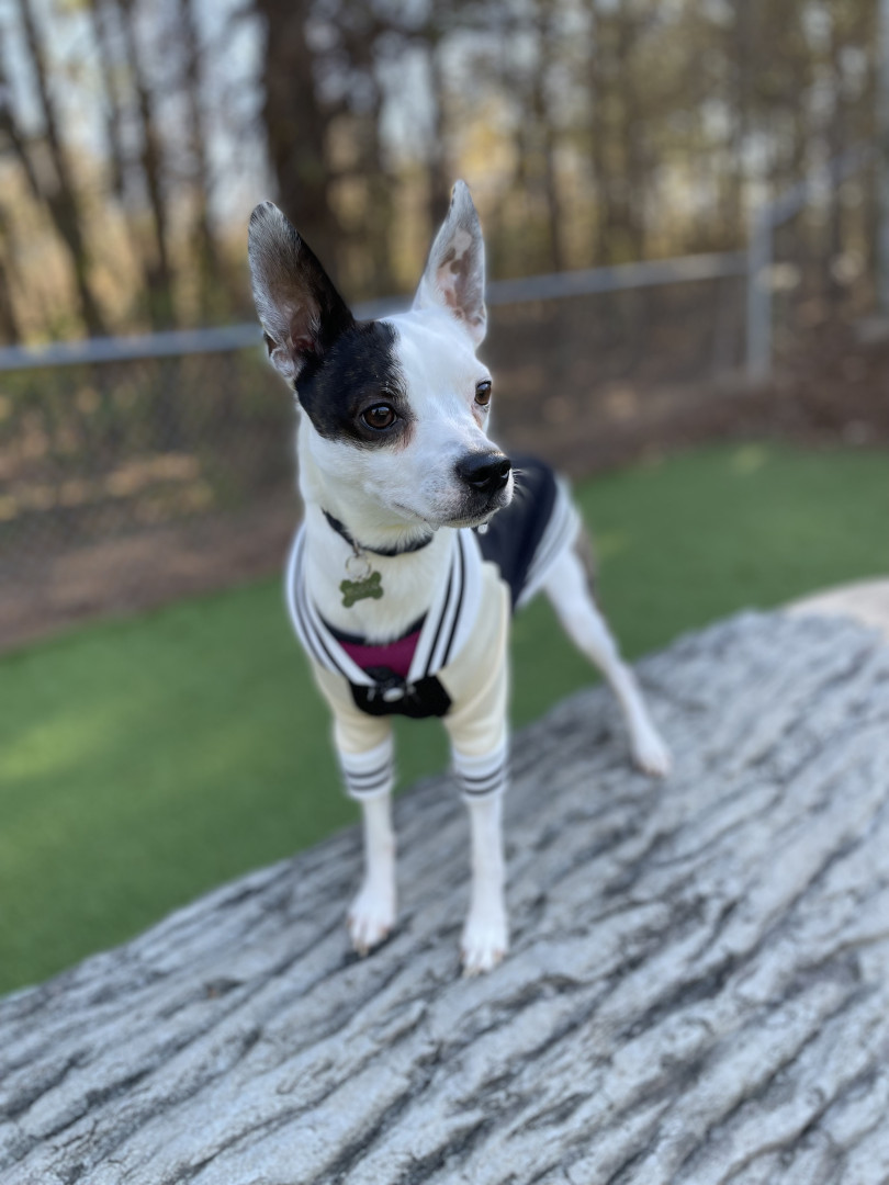 Sugarboo Bitz | America's Favorite Pet