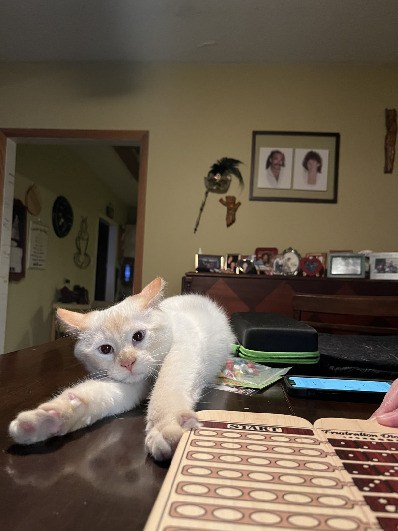 Gus | America's Favorite Pet