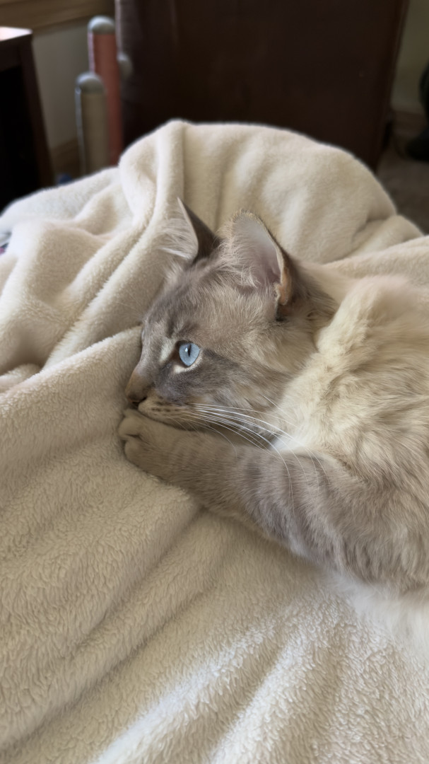 Milo | America's Favorite Pet