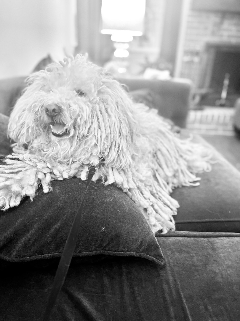 Ziggy | America's Favorite Pet