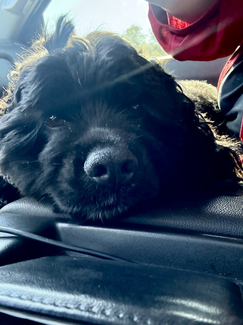 Tux | America's Favorite Pet