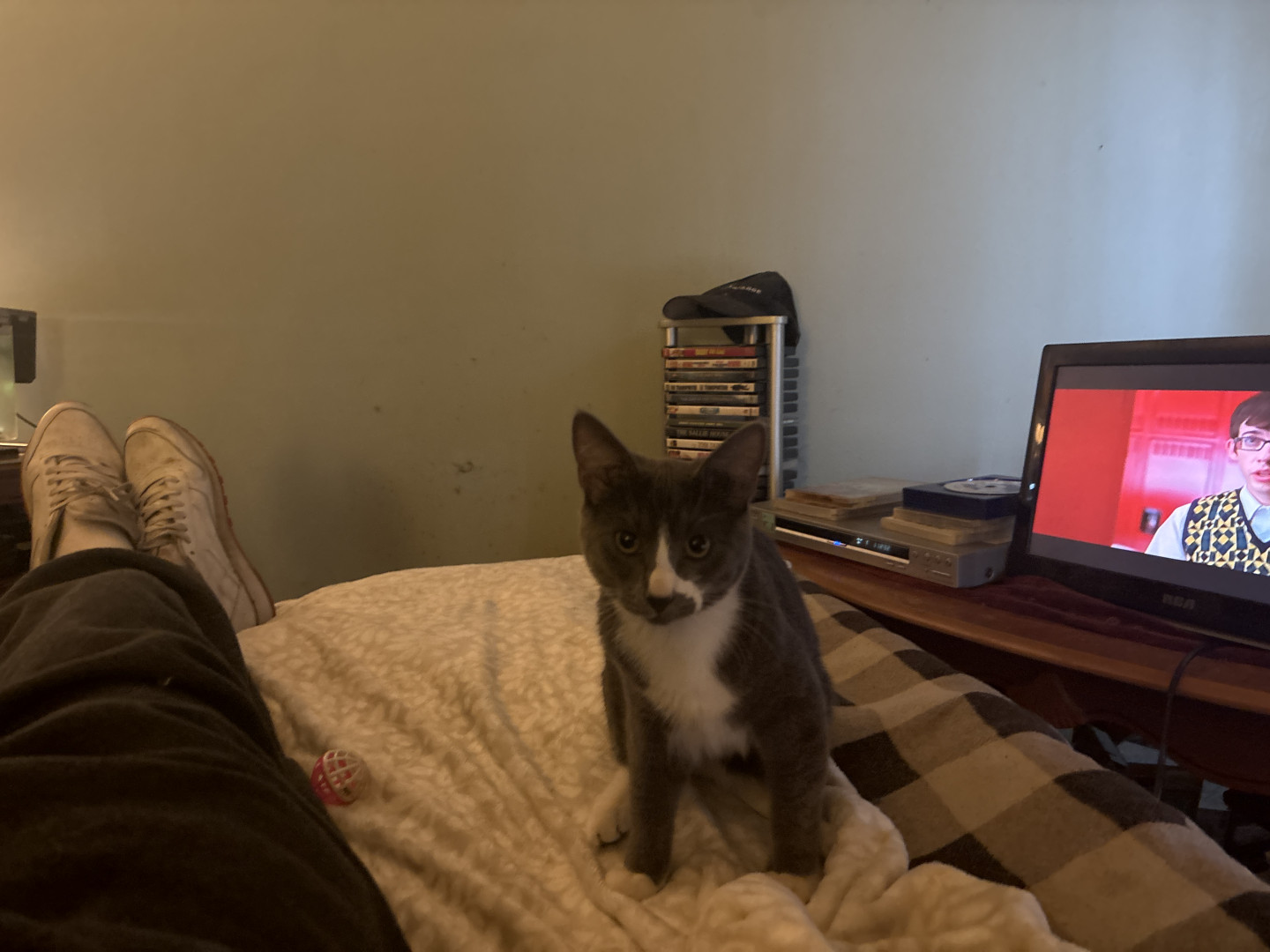 Boo bear | America's Favorite Pet