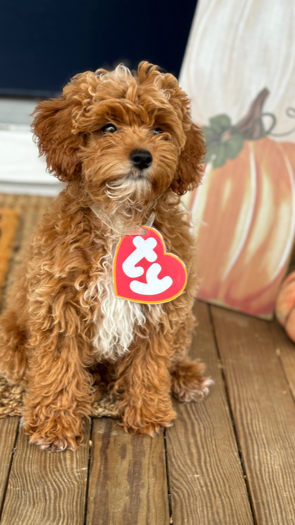 Millie | America's Favorite Pet