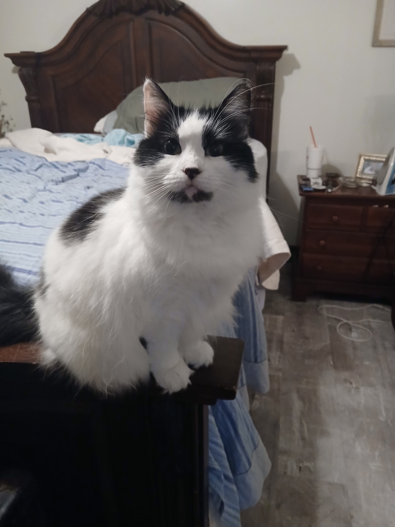 Doja | America's Favorite Pet