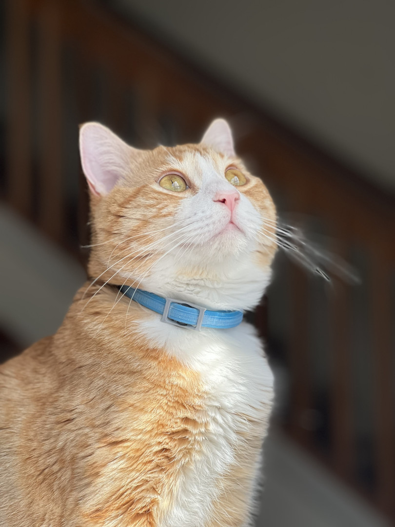 Oli | America's Favorite Pet