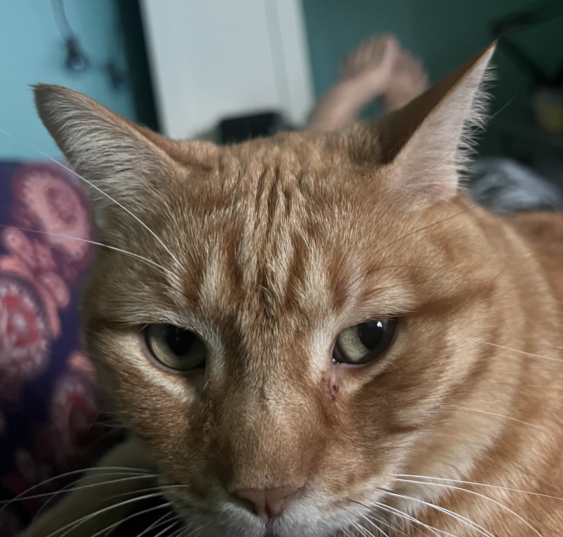 Teto | America's Favorite Pet
