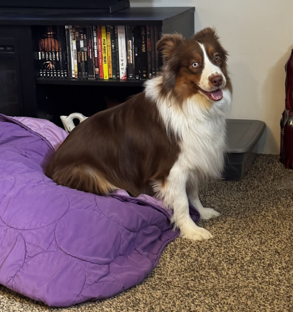 Rip | America's Favorite Pet