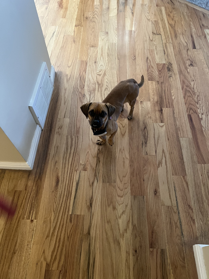 Toffee | America's Favorite Pet