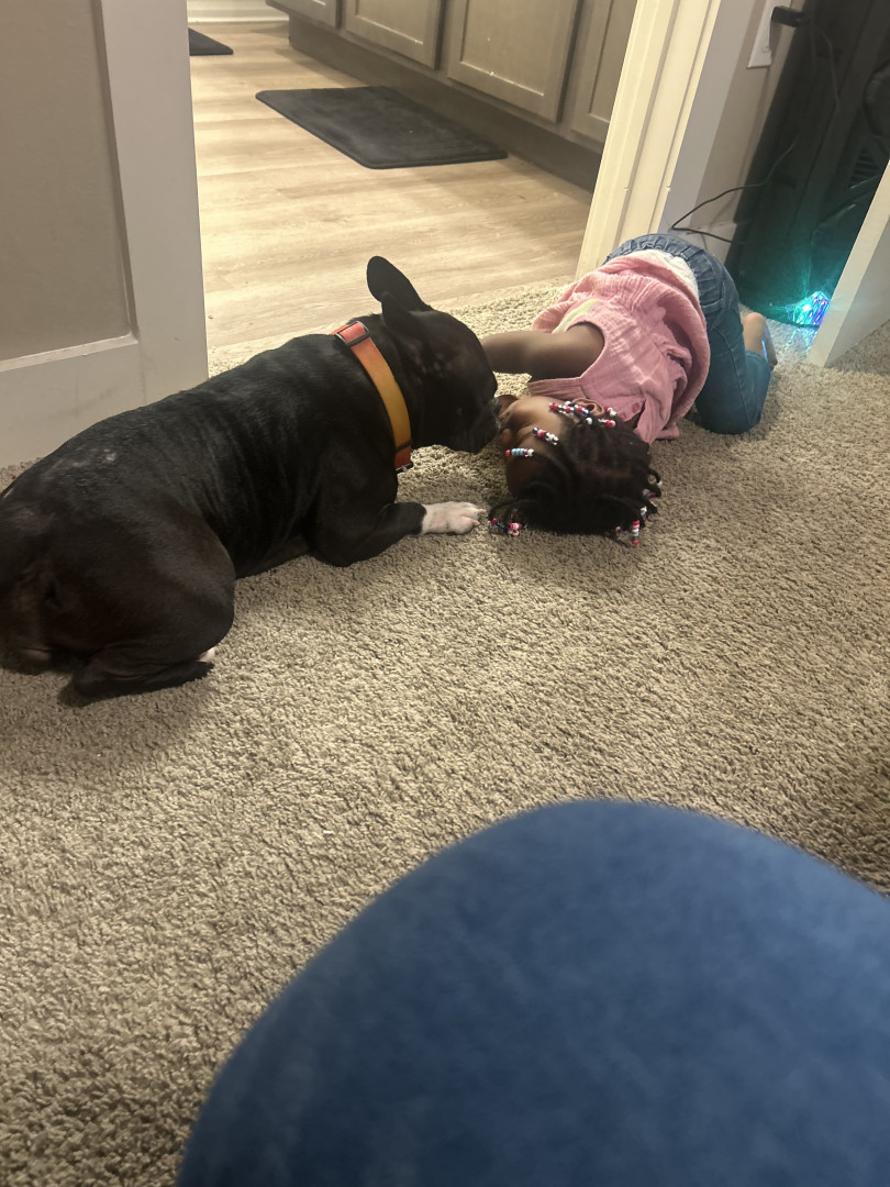 Queen | America's Favorite Pet