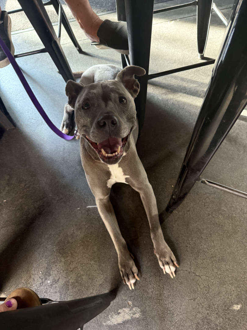 Abbey | America's Favorite Pet