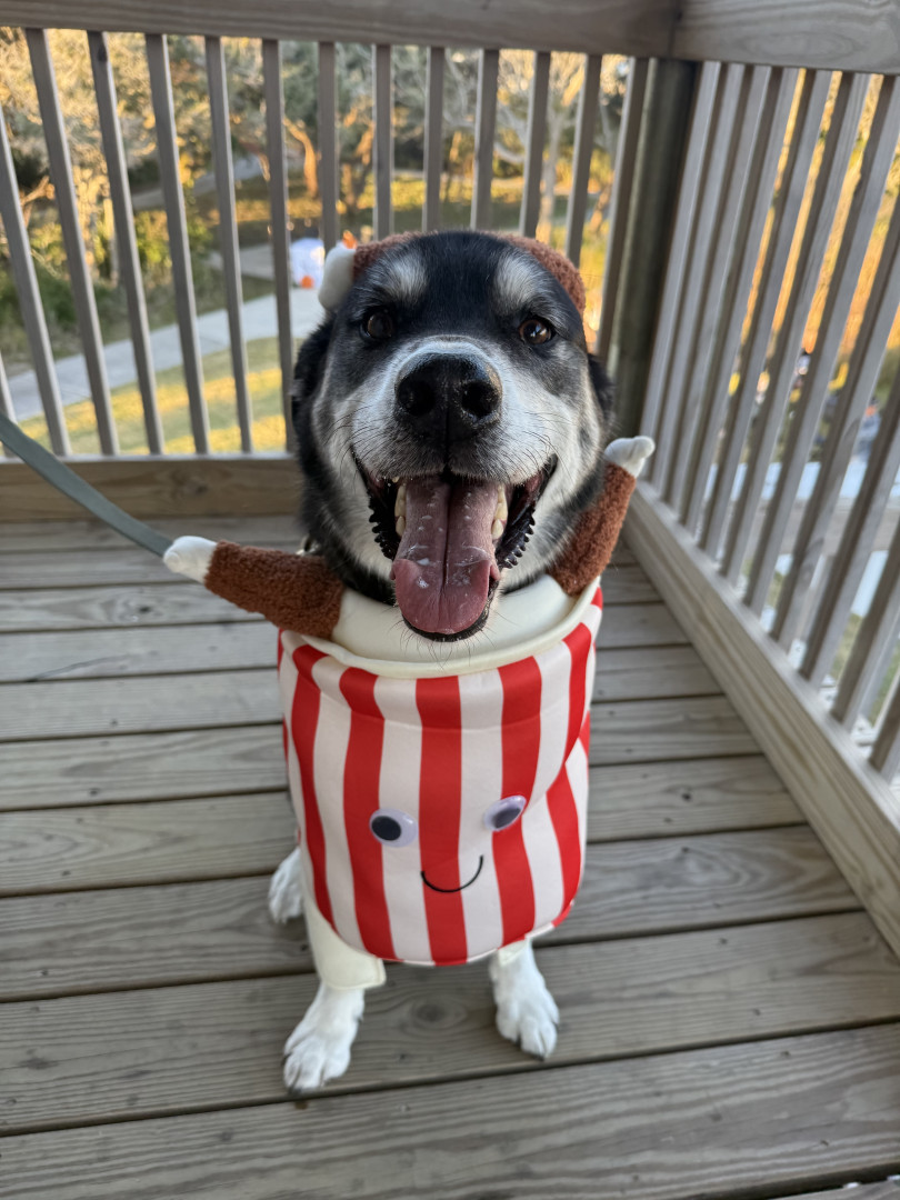 Ryker | America's Favorite Pet