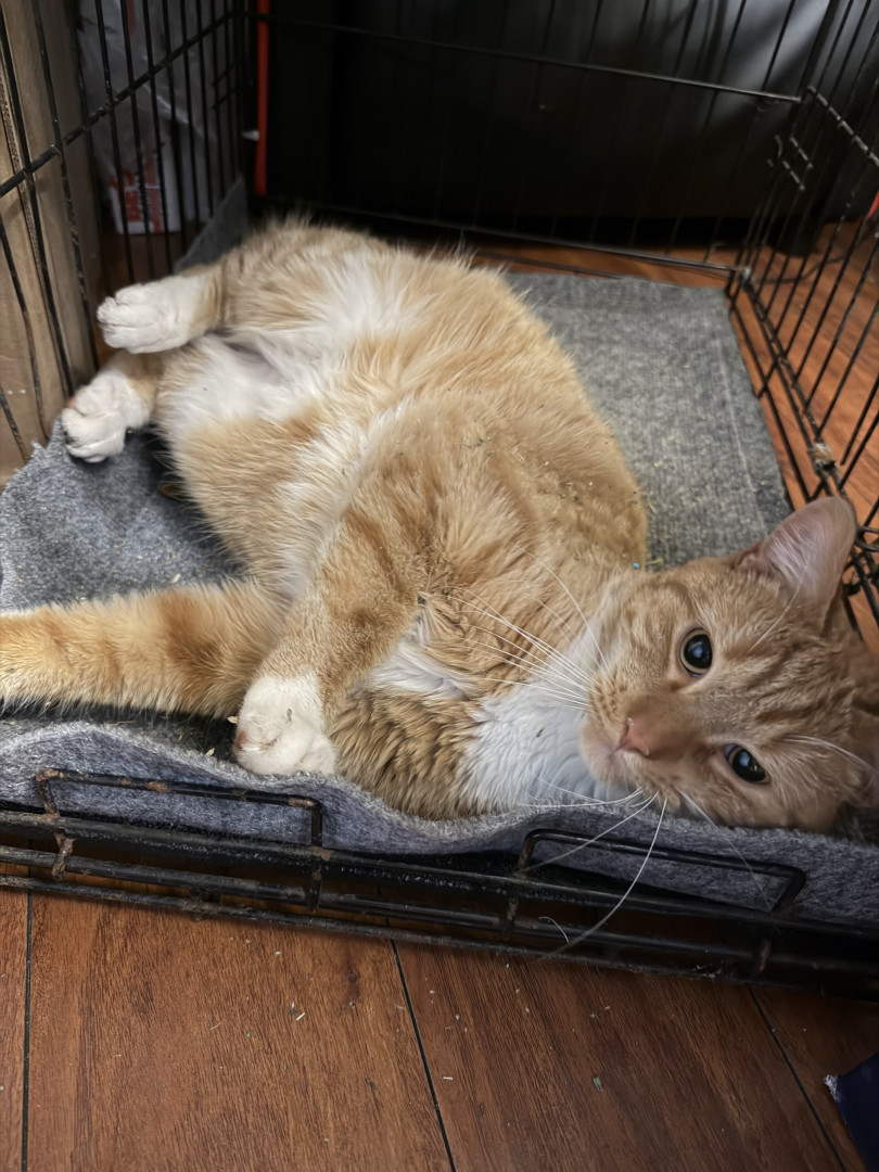 Simba | America's Favorite Pet