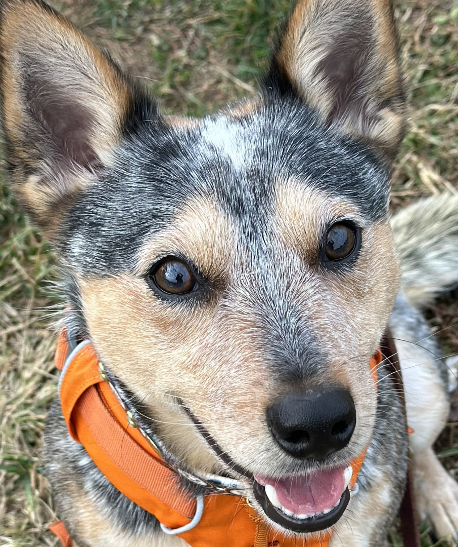 Travis Forever and Ever Amen | America's Favorite Pet