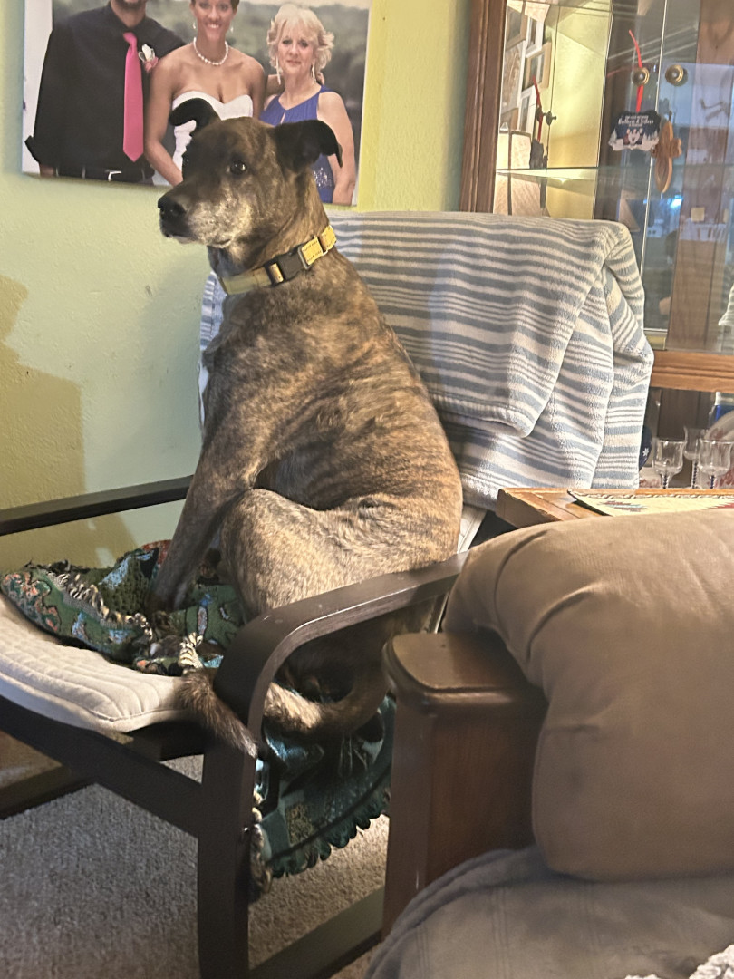 Benjamin | America's Favorite Pet