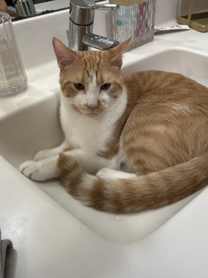 Sherbert, Bert, Big Bert, The Machine | America's Favorite Pet