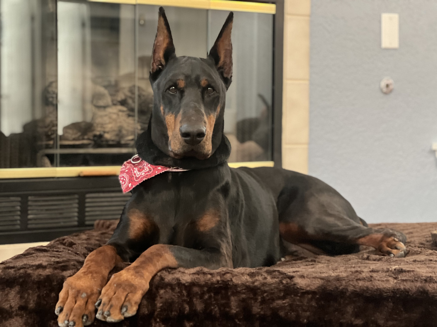 Ruger | America's Favorite Pet