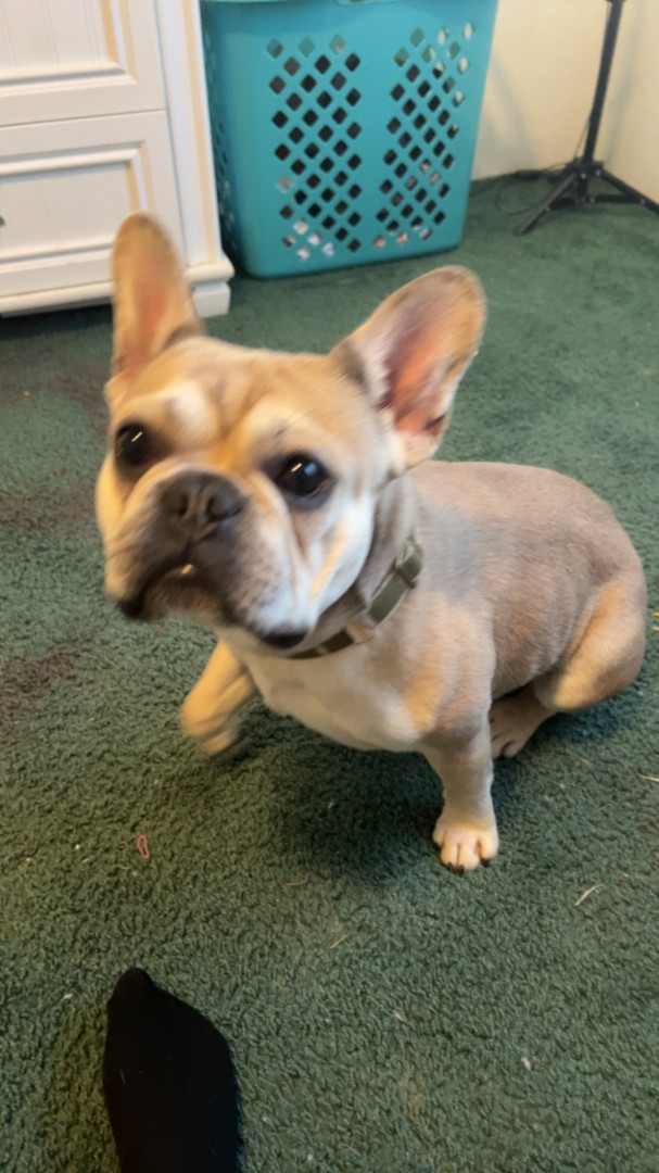 stitch | America's Favorite Pet