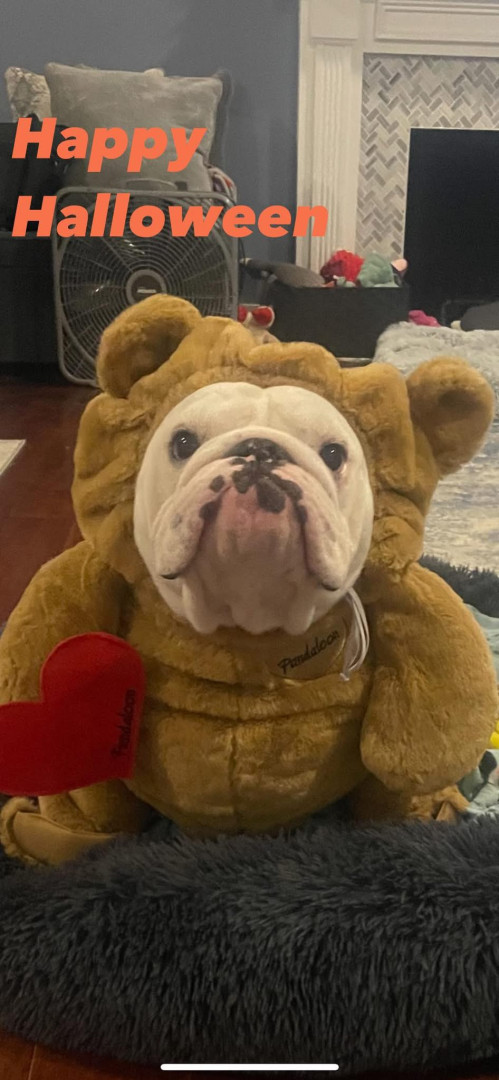 Opie | America's Favorite Pet