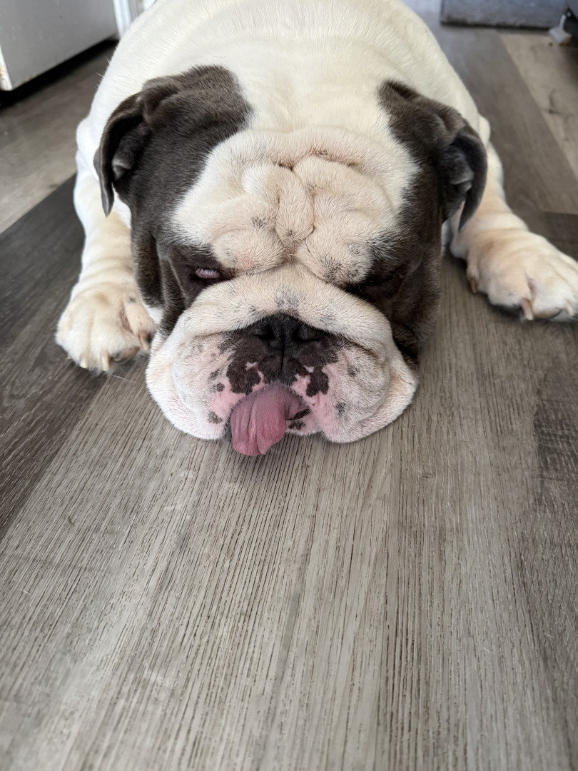 Blue | America's Favorite Pet