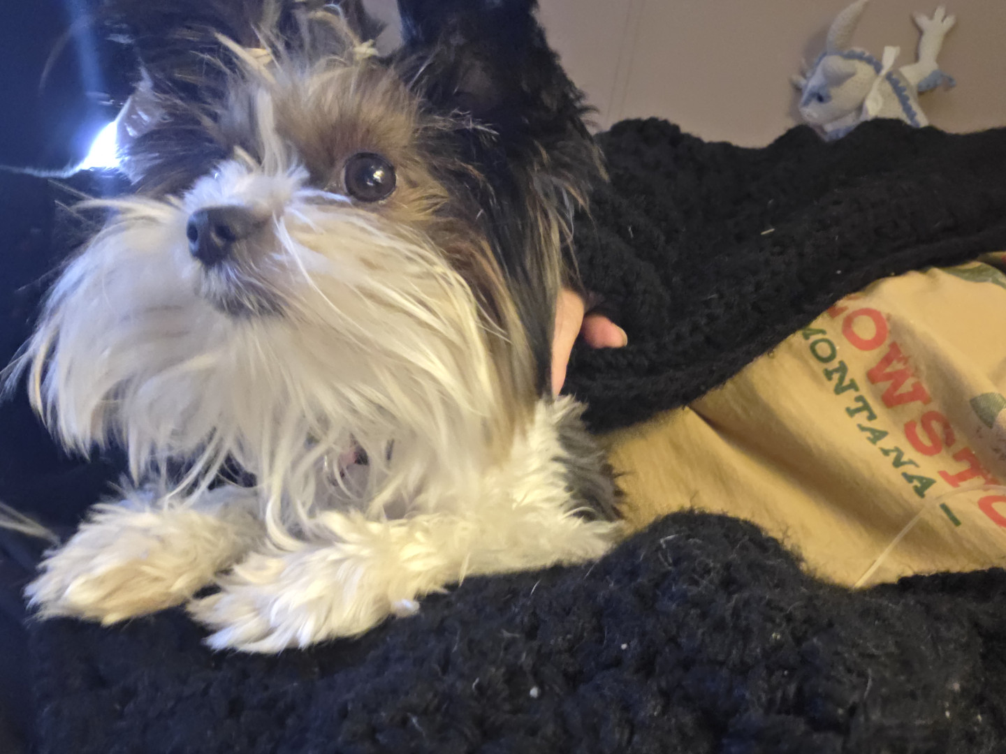 Dee Dee | America's Favorite Pet