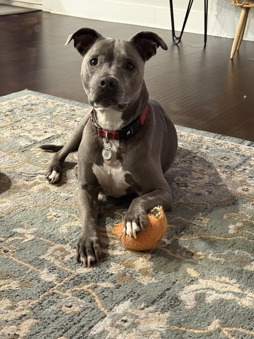 Abbey | America's Favorite Pet