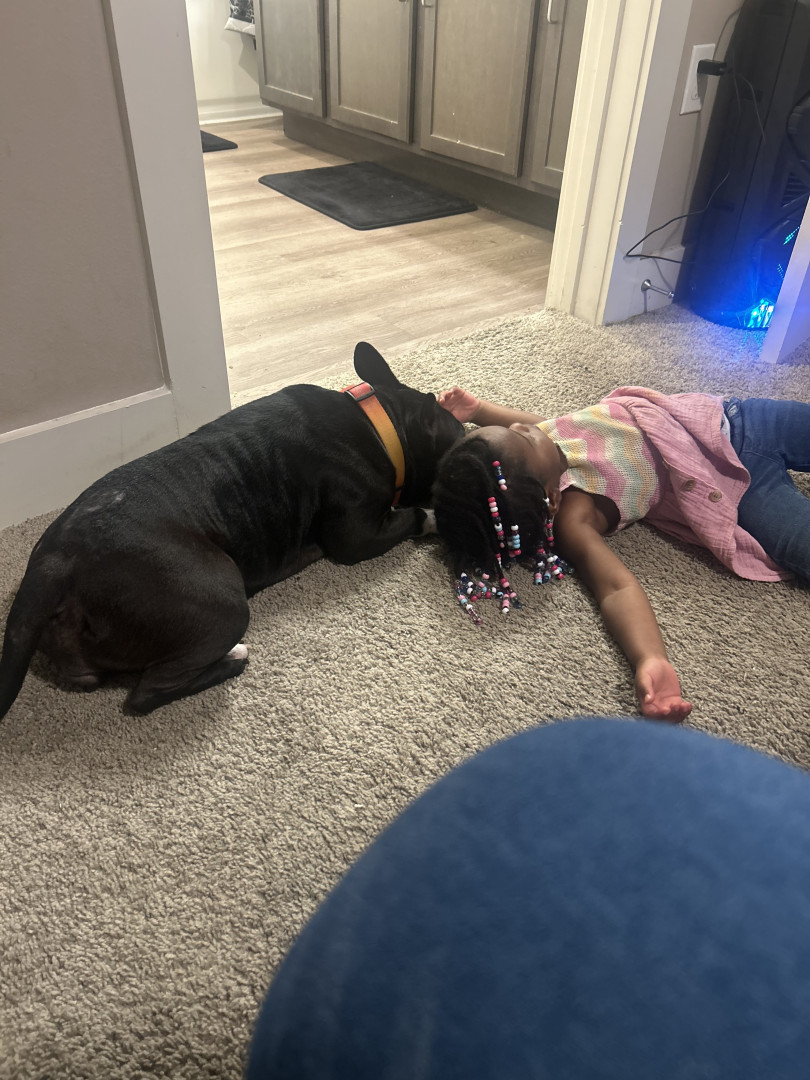 Queen | America's Favorite Pet