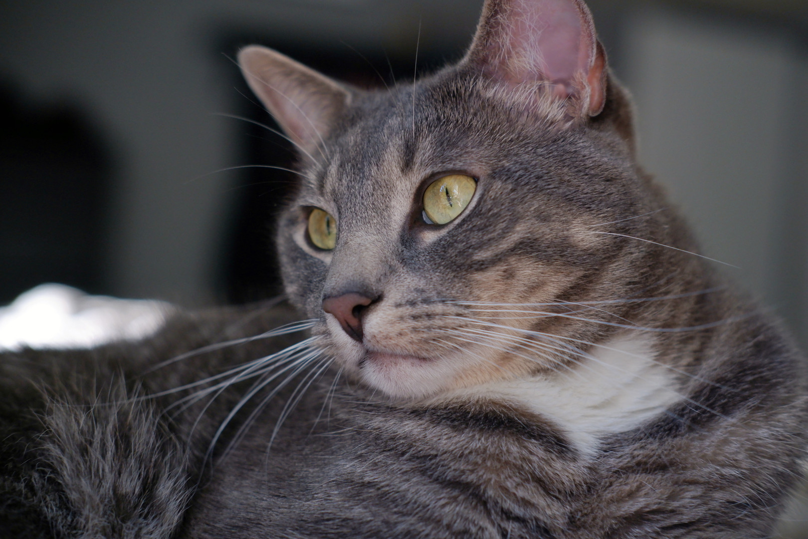 Grey | America's Favorite Pet