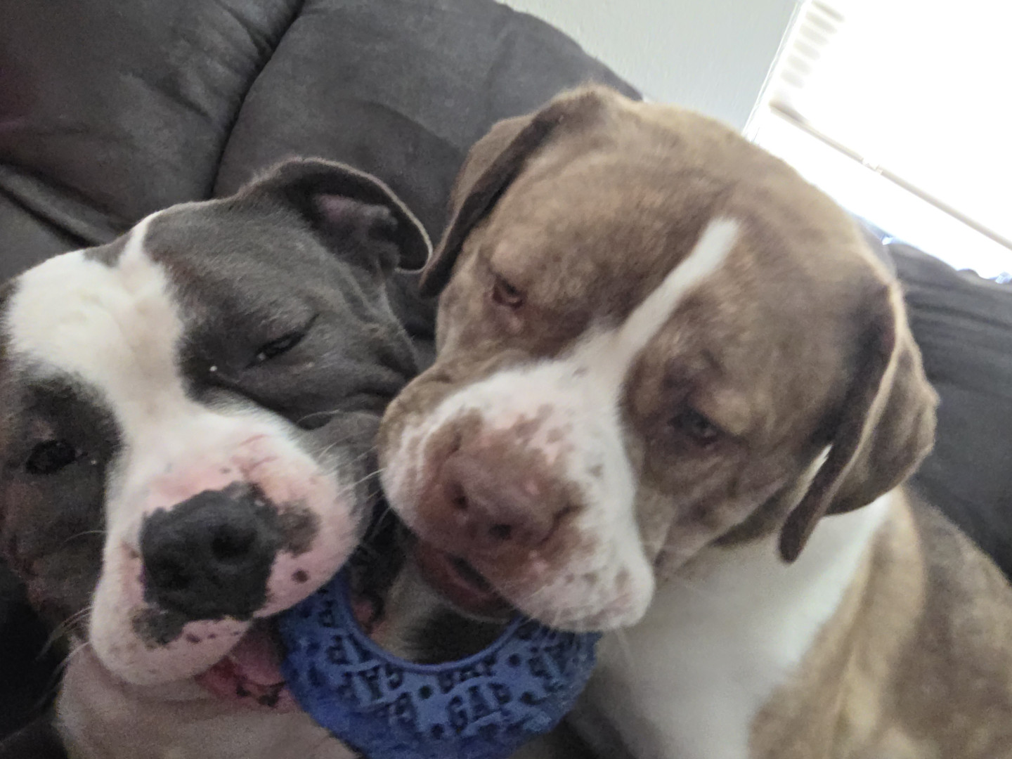 Dude | America's Favorite Pet