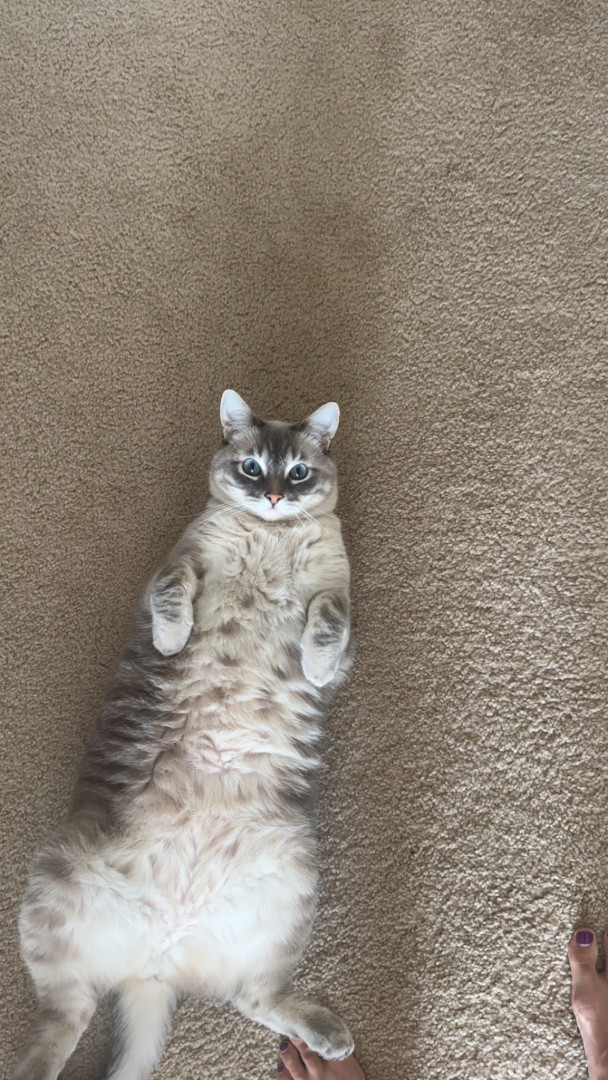 Adwardo Taz Michalik | America's Favorite Pet