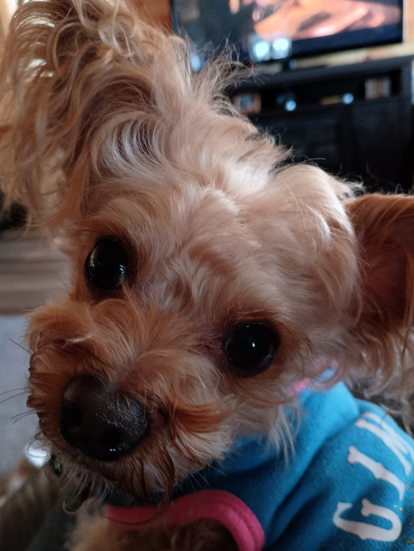 Lilly Ann | America's Favorite Pet