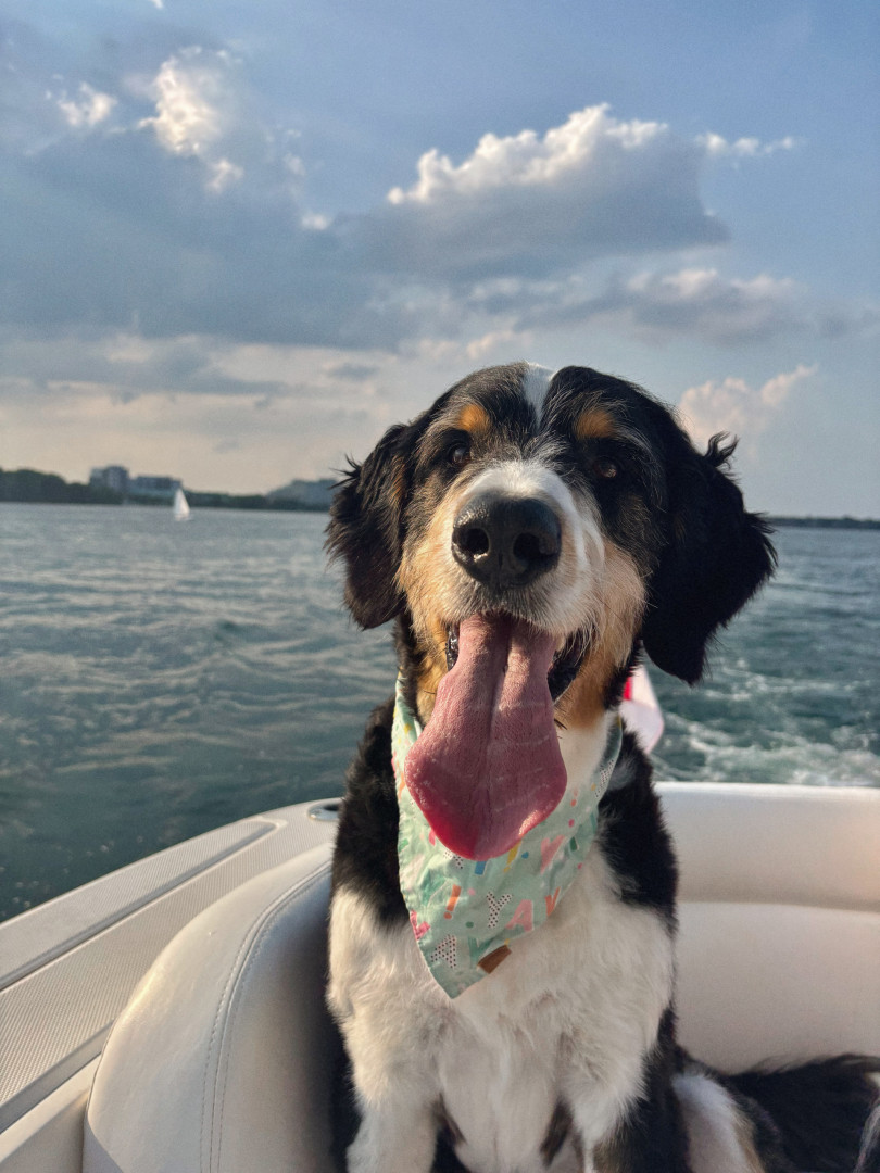 Bruce | America's Favorite Pet